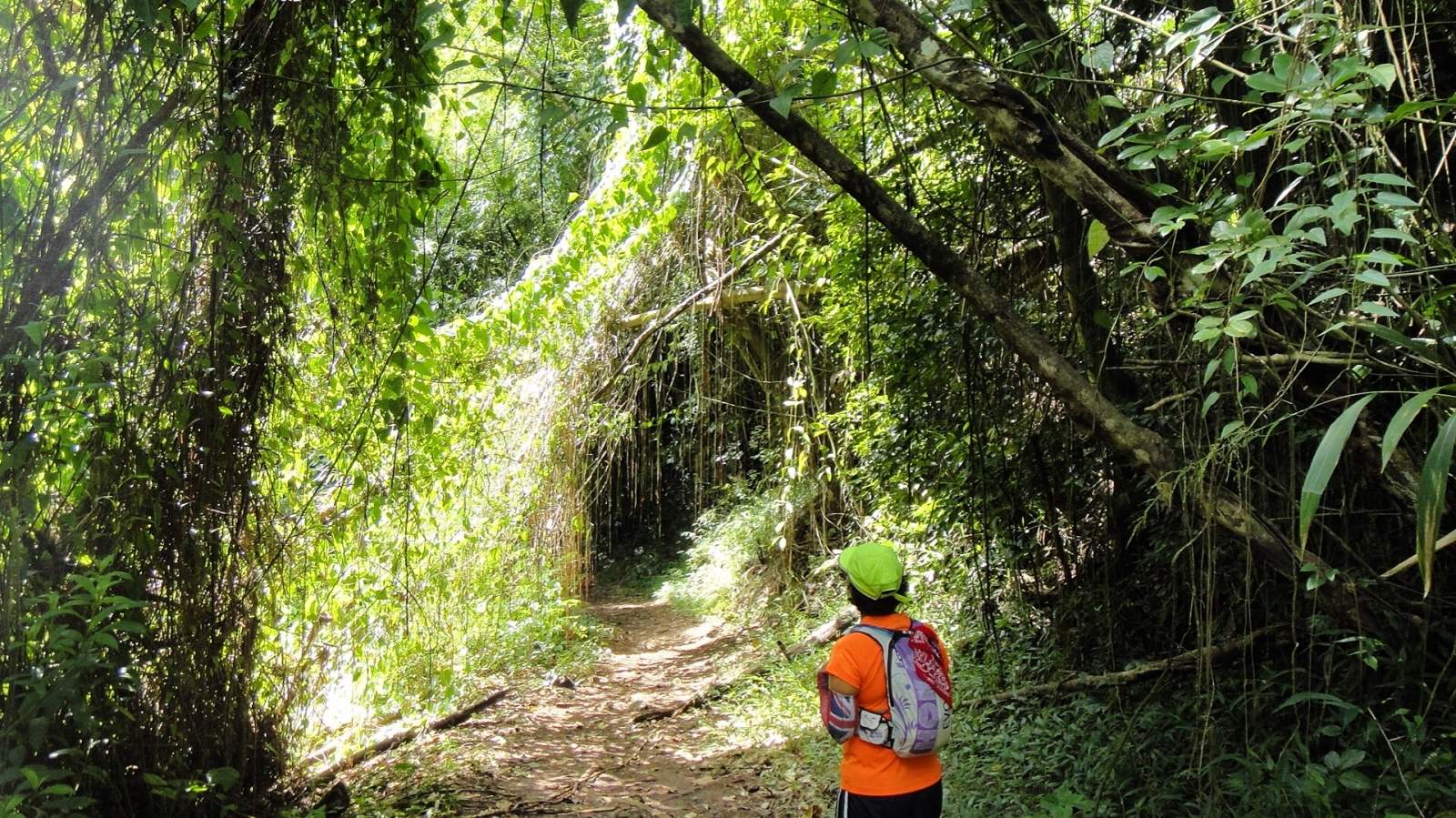 Vine structure | Survival Monkey Forums